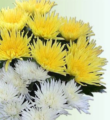 Xrizantem tək baş #G418